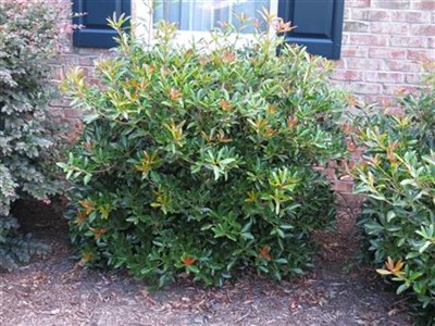 cleyera hedge